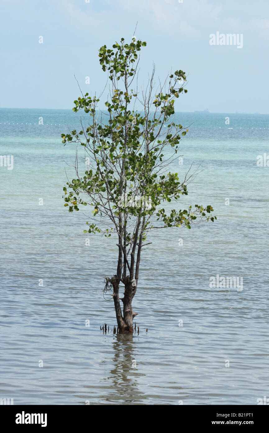 solitary tree at seaside Stock Photo - Alamy