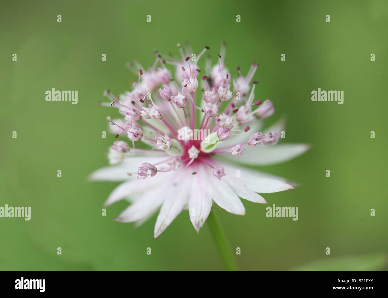 A close up of an Astrantia flower Stock Photo - Alamy