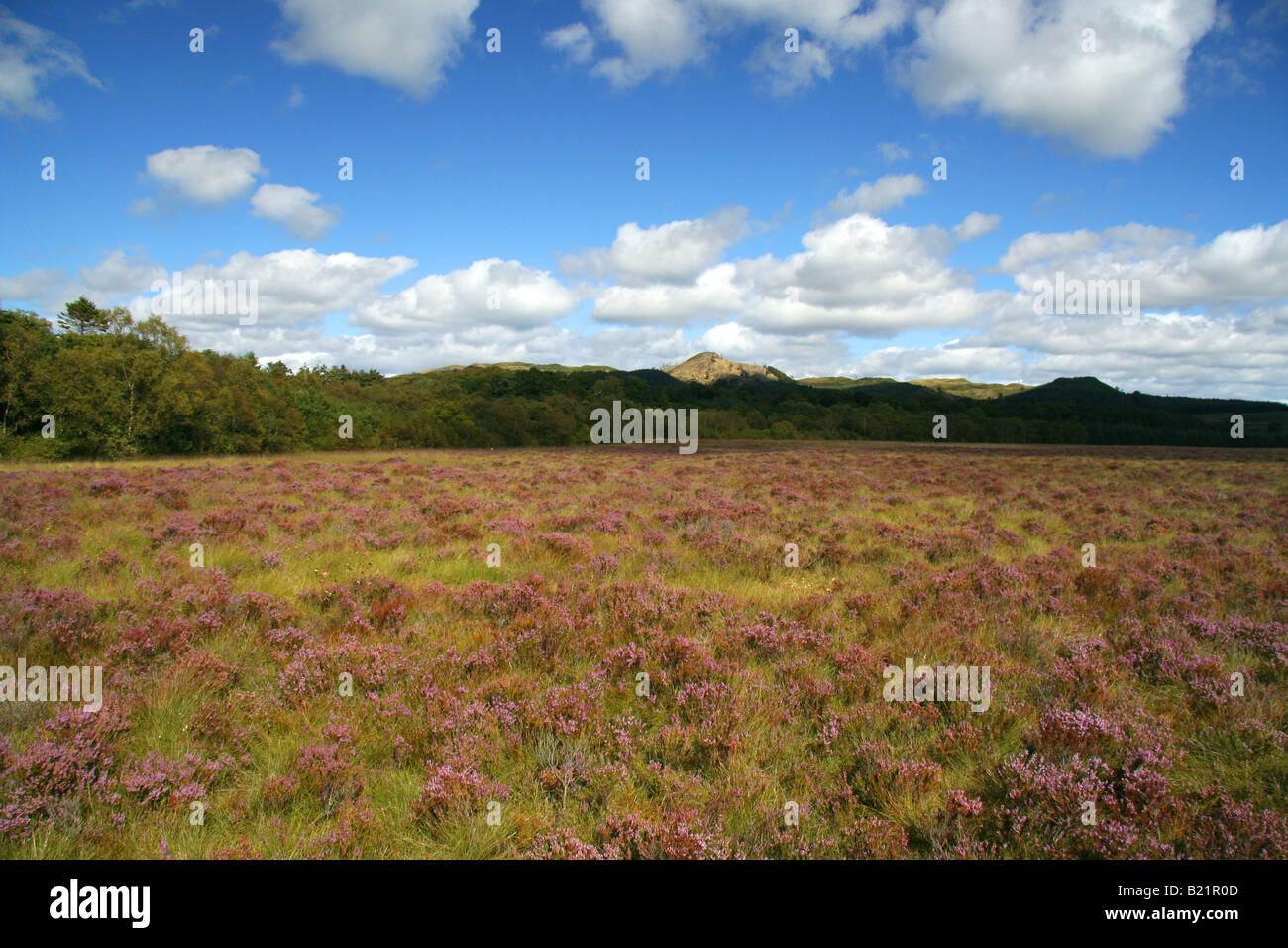Peat bog britain hi-res stock photography and images - Alamy