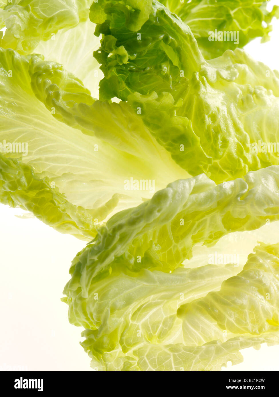 Batavia lettuce leaves on a white background editorial food Stock Photo ...