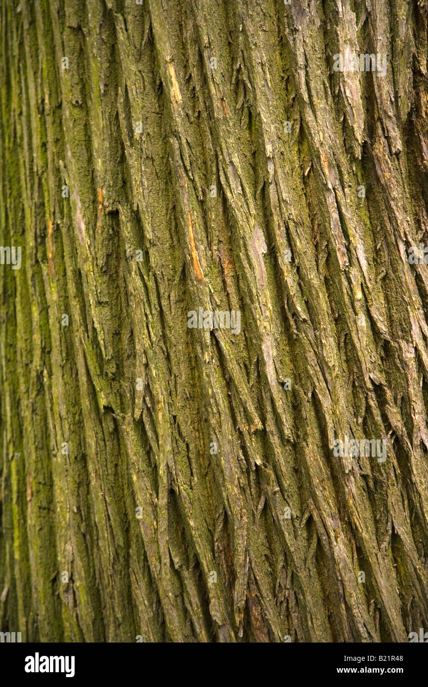 Bark of a Sweet Chestnut Tree in woodland near Alderley Edge in ...