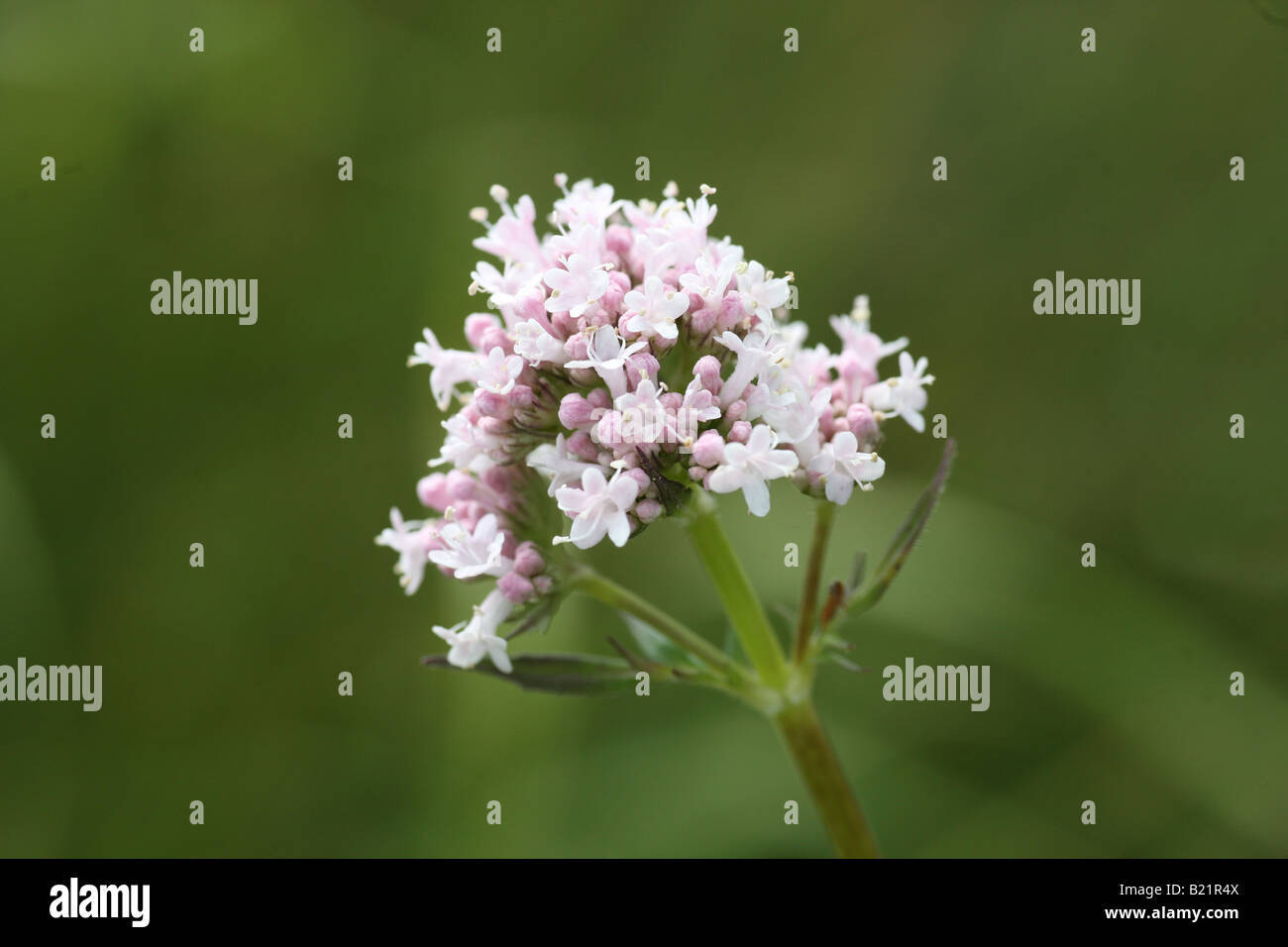 A close up of a Common or Marsh Valerian flower Stock Photo - Alamy