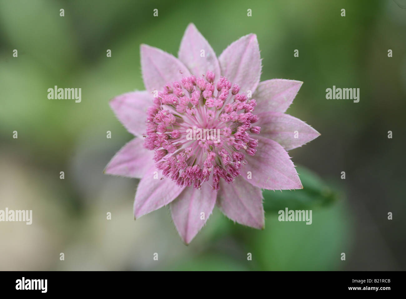 A close up of an Astrantia flower Stock Photo - Alamy