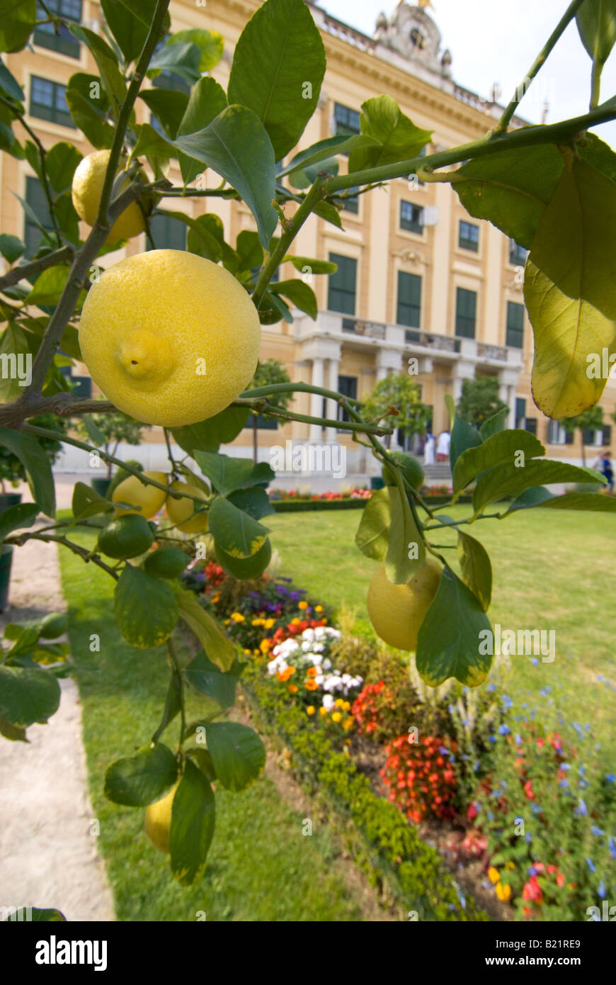 Lemon Tree Schonbrunn Palace Gardens Vienna Austria Europe Stock Photo ...