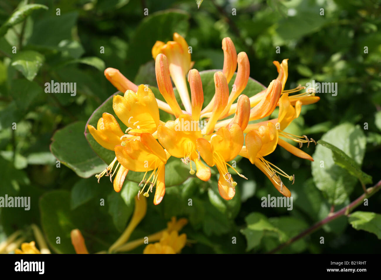 A yellow Honeysuckle (Lonicera) flower head, England, UK Stock Photo ...