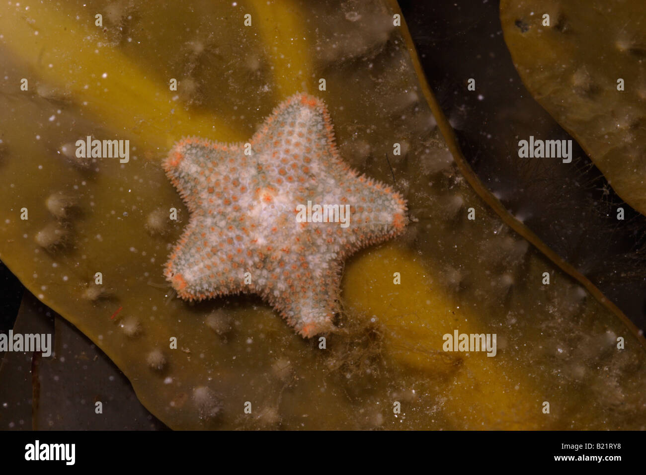 Asterinidae hi-res stock photography and images - Alamy