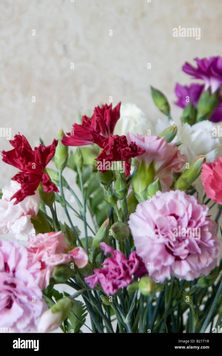 Bunch of carnations Stock Photo - Alamy