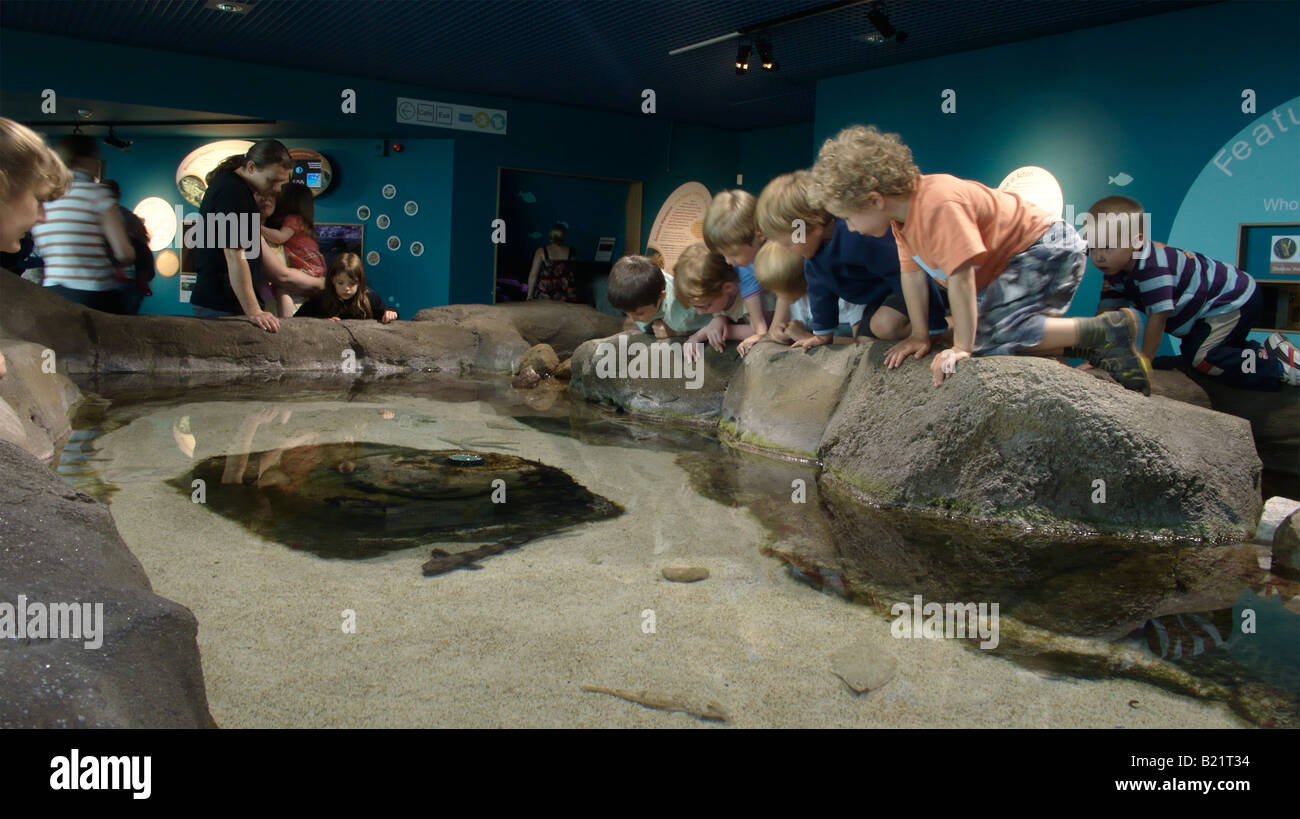 Children at the touch pools Plymouth Devon UK Stock Photo - Alamy