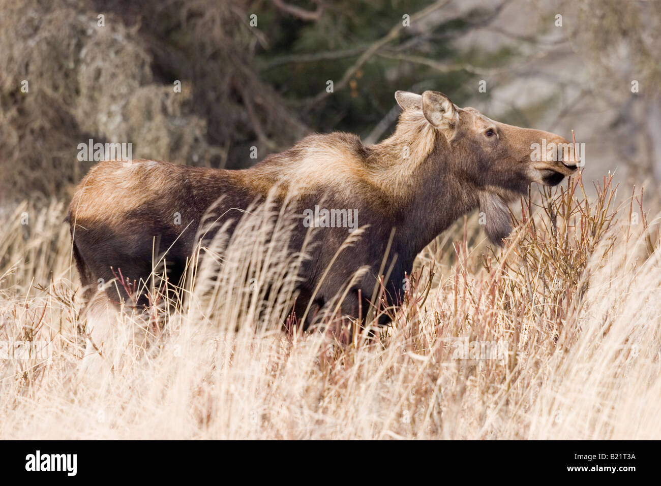 Moose Alces alces Stock Photo - Alamy