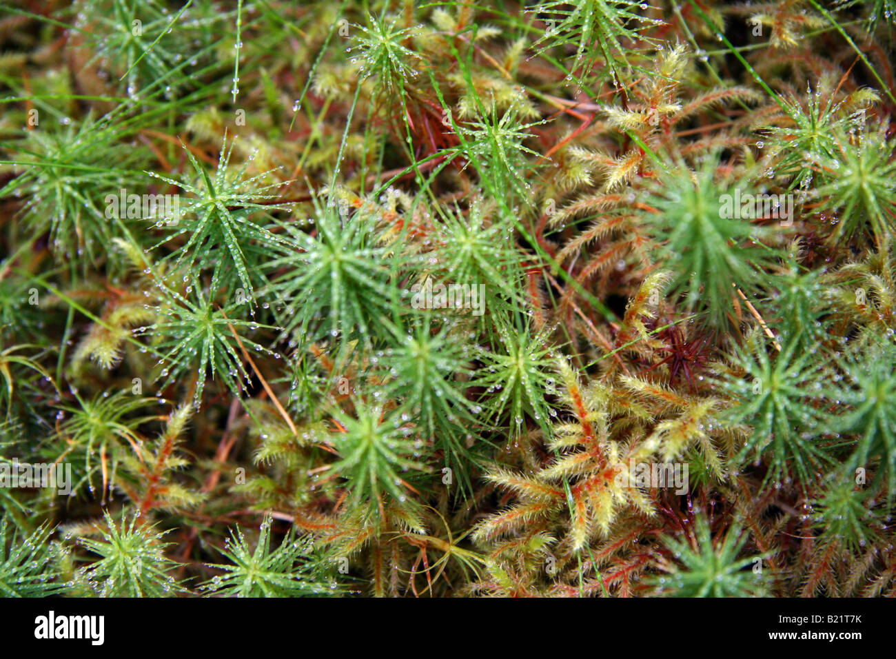 Knapdale forest scotland hi-res stock photography and images - Alamy