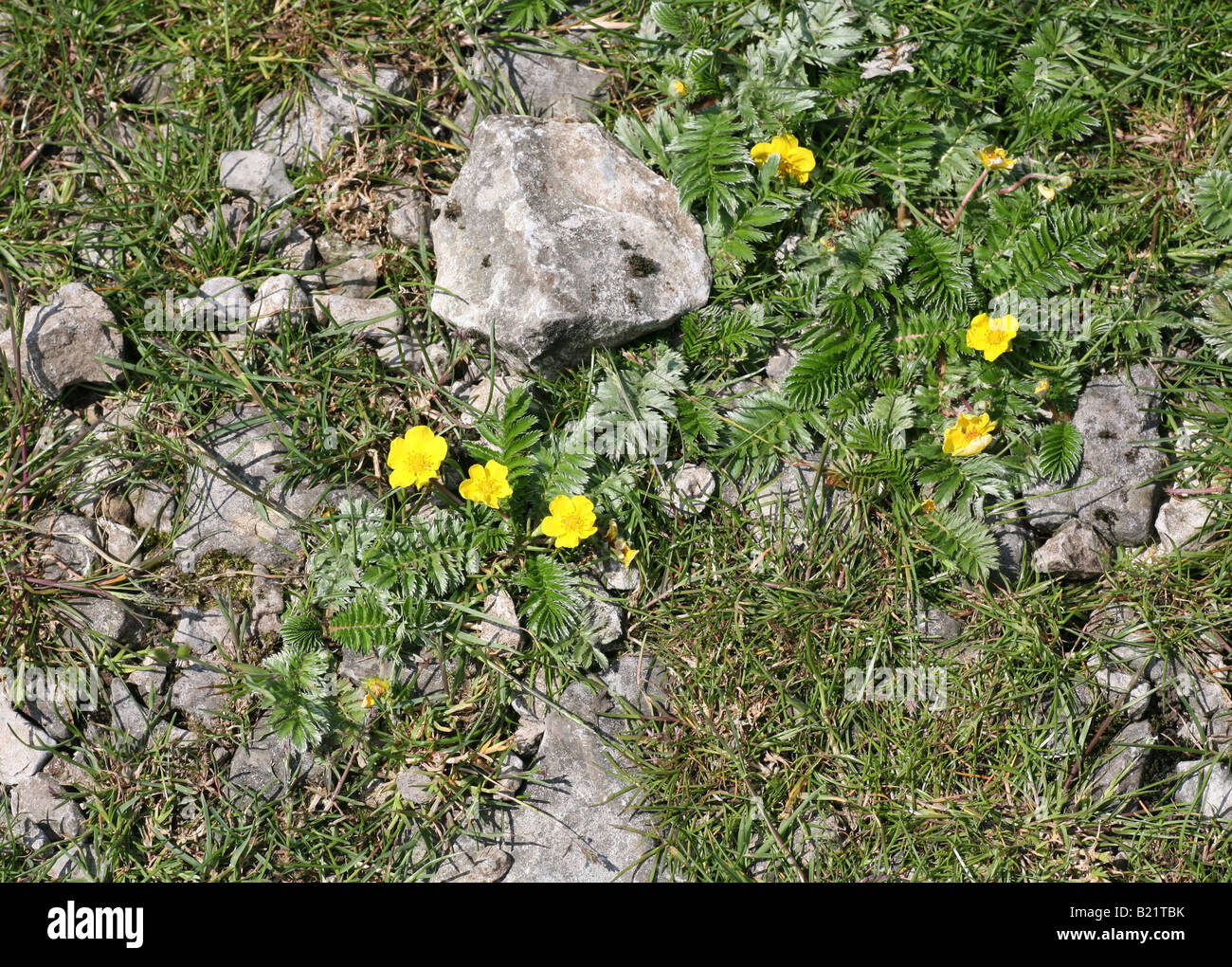 A Silverweed plant (Argentina anserina) growing on limestone rocks ...