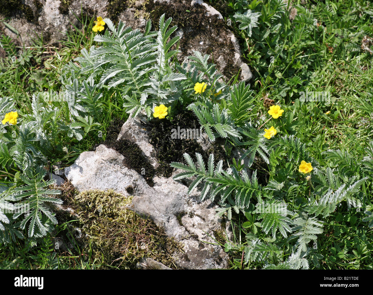 A Silverweed plant (Argentina anserina) growing on limestone rocks ...