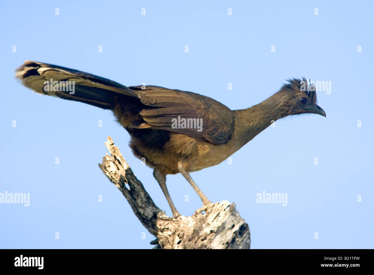 Plain Chachalaca Ortalis vetula Bentsen Rio Grande State Park TEXAS ...