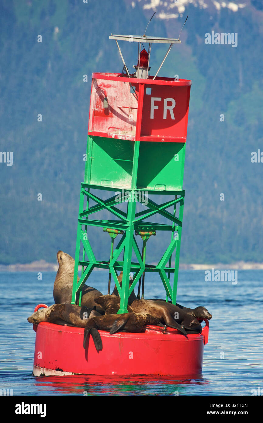 Sea lions on buoy Juneau AK Stock Photo - Alamy