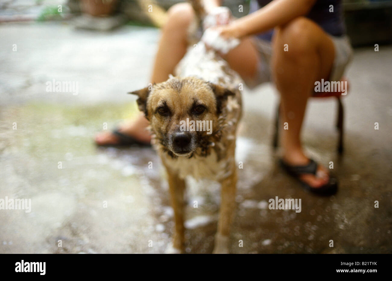 Dog being washed on patio Stock Photo - Alamy