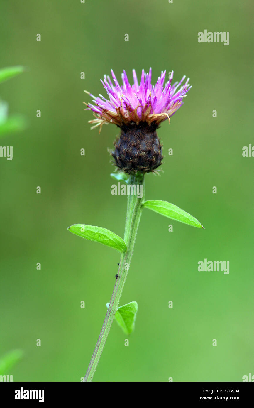 The scottish thistle hi-res stock photography and images - Alamy