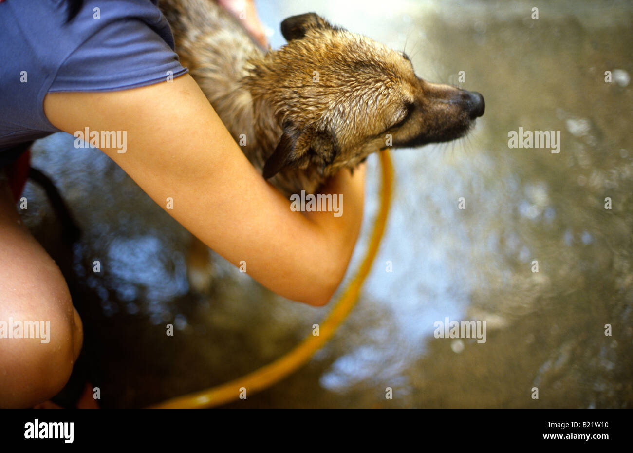 Dog being washed on patio Stock Photo - Alamy