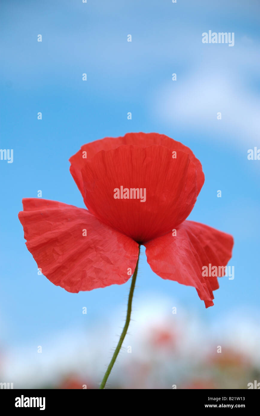 A single poppy taken against a blue sky Stock Photo - Alamy