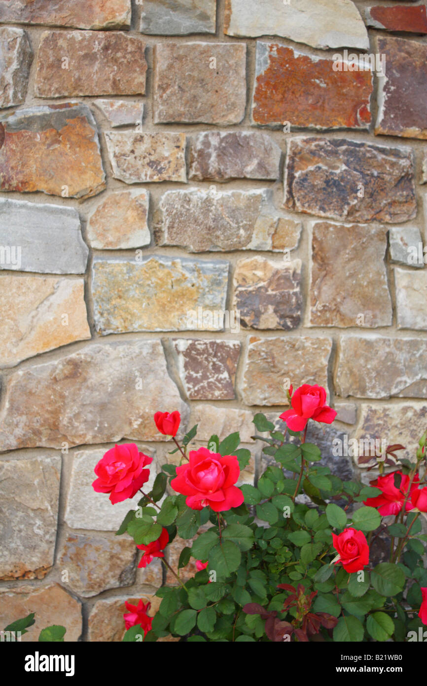 Colorful Stone Wall with Rose Bush Stock Photo - Alamy