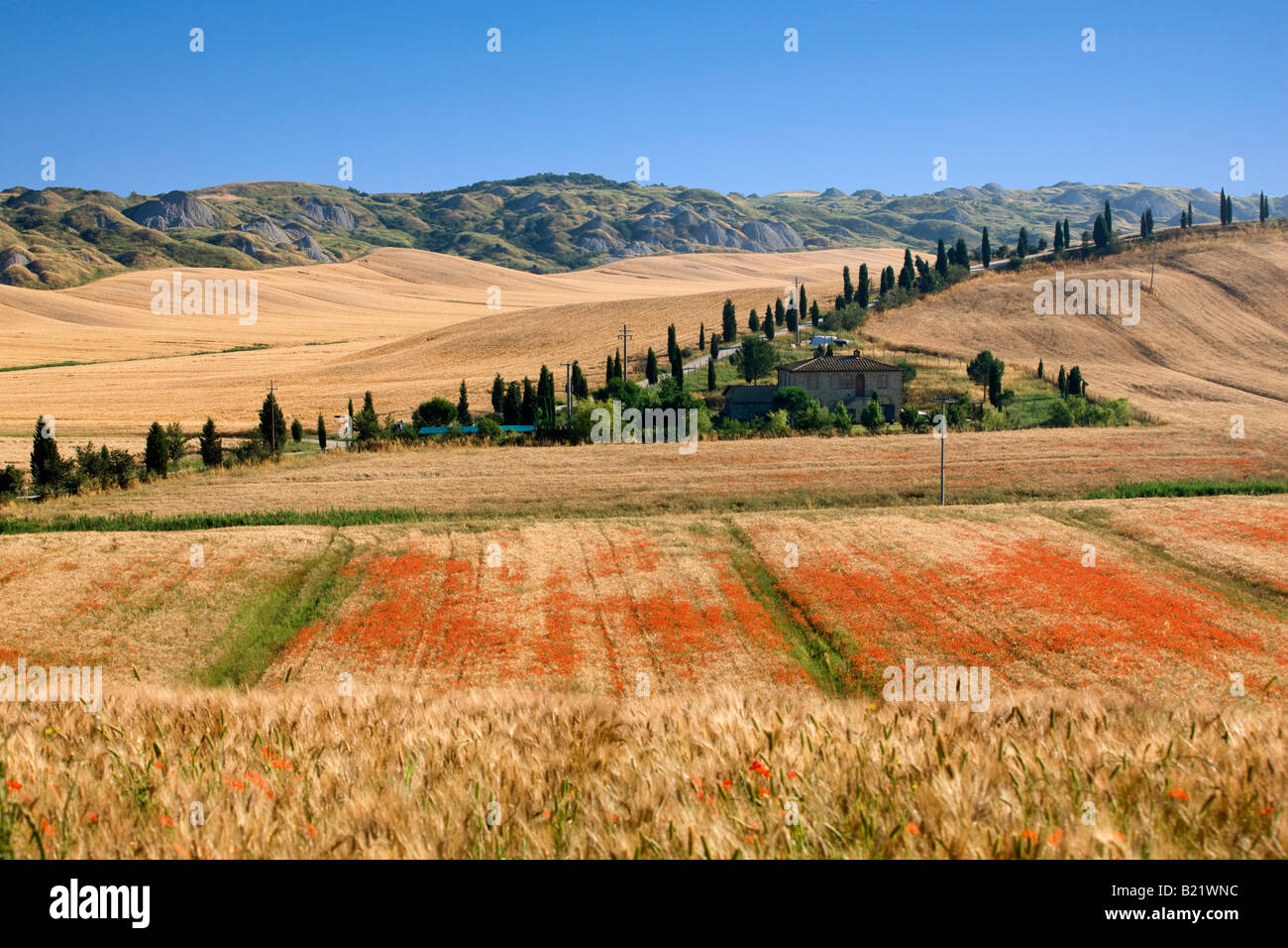 Tuscany wheat field hi-res stock photography and images - Alamy