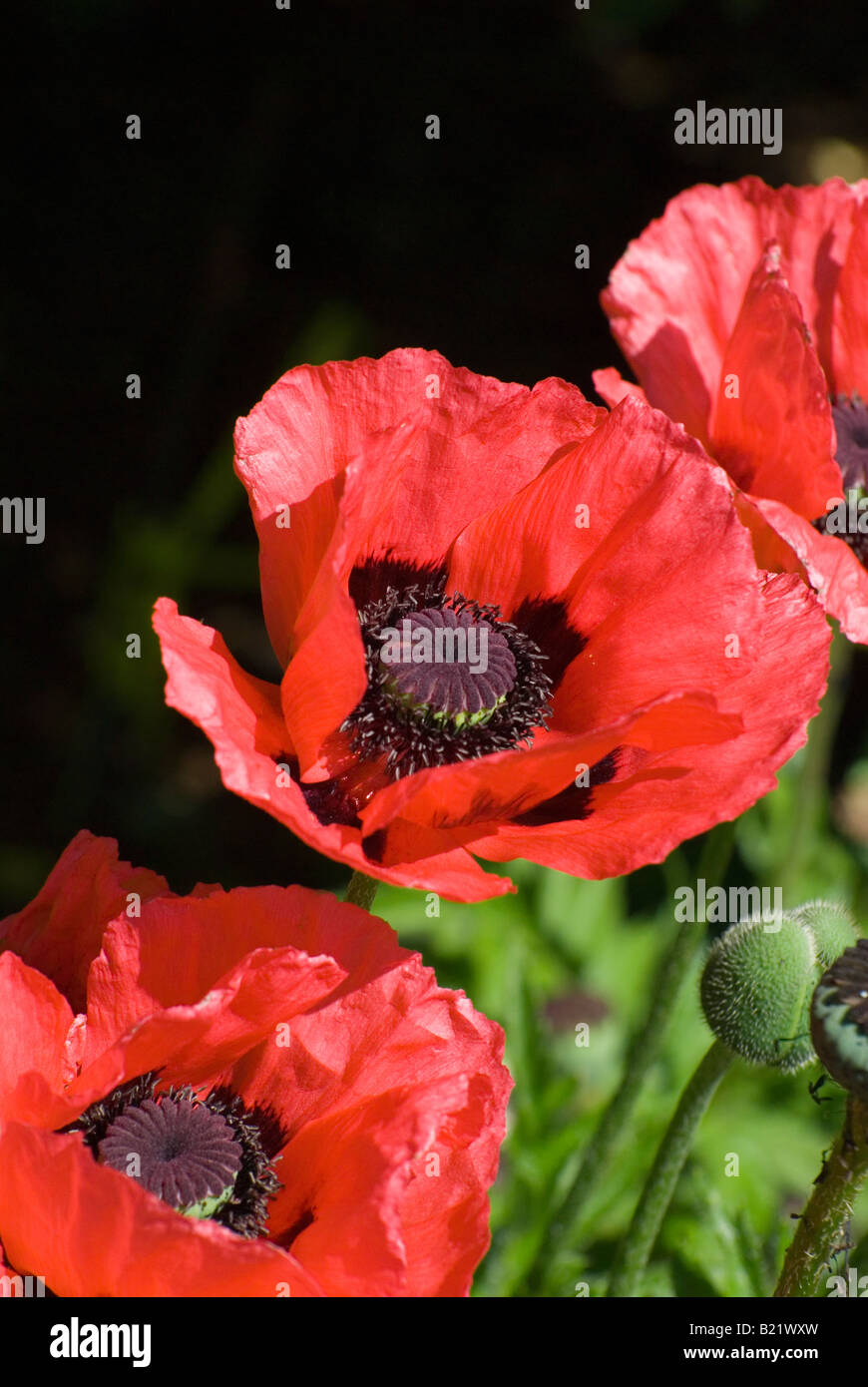 Red poppy wildflowers Bend Oregon Stock Photo - Alamy