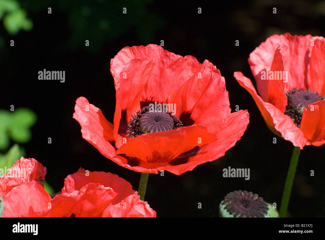 Bend poppy hi-res stock photography and images - Alamy