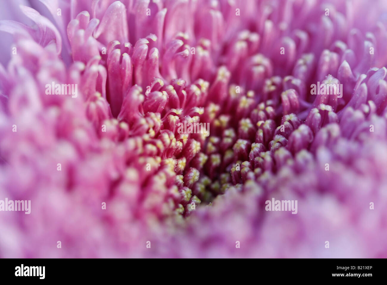 Artistic pink pattern hi-res stock photography and images - Alamy