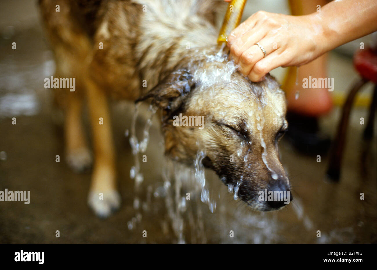 Dog being washed on patio Stock Photo - Alamy