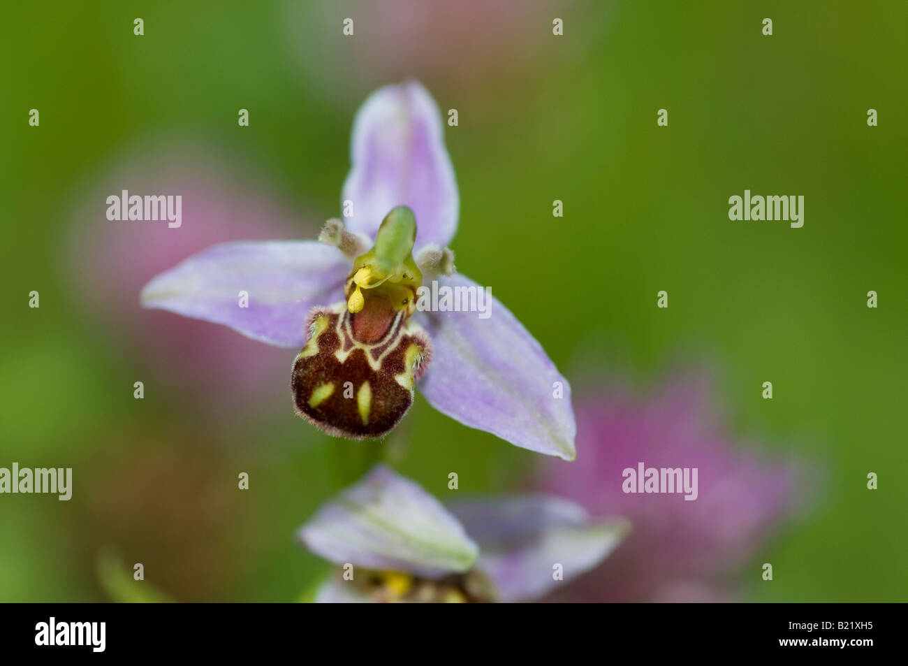 Bee orchid Ophrys apifera flower Stock Photo - Alamy