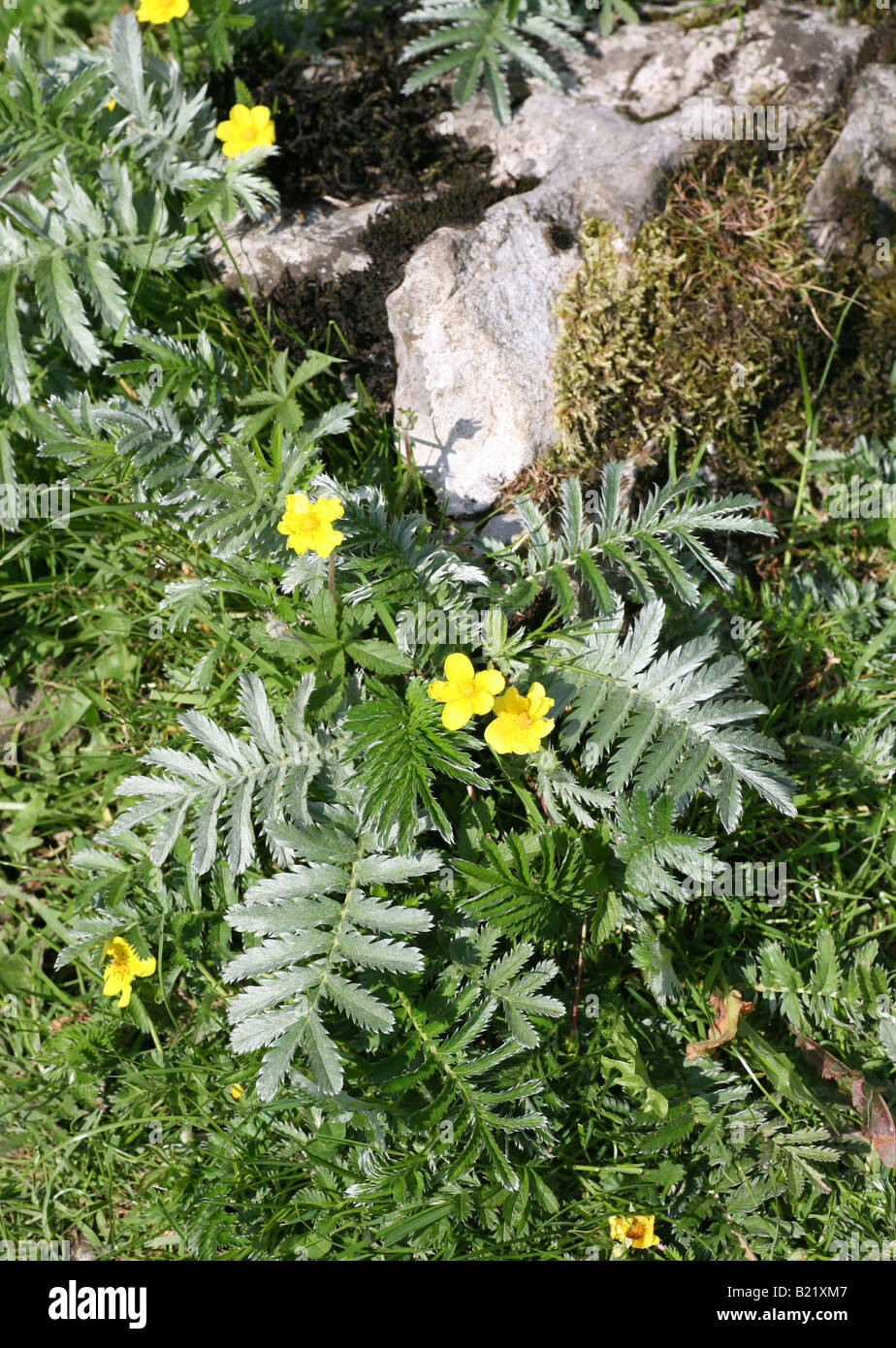 A Silverweed plant (Argentina anserina) growing on limestone rocks ...