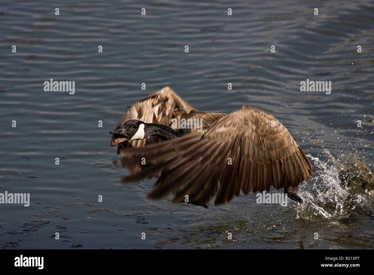 Canada Goose on water in the public park background overhead from above ...