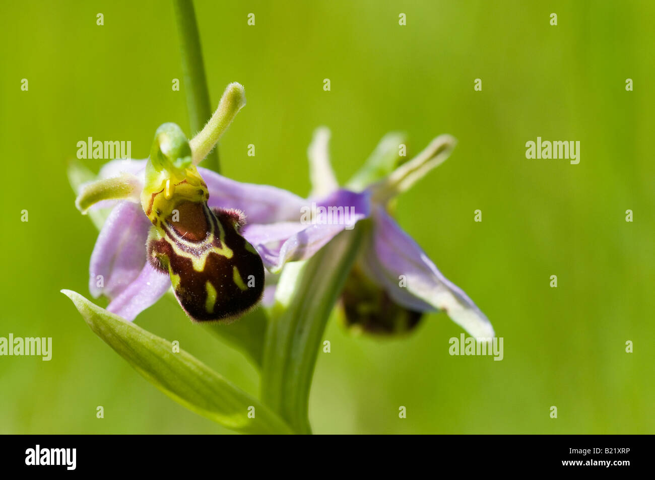 Bee orchid Ophrys apifera flower Stock Photo - Alamy