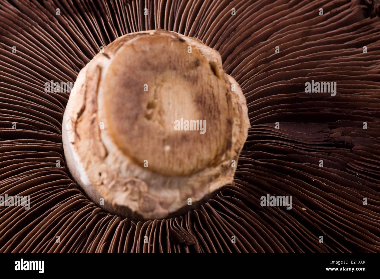 Portobello Mushroom High Resolution Stock Photography and Images - Alamy