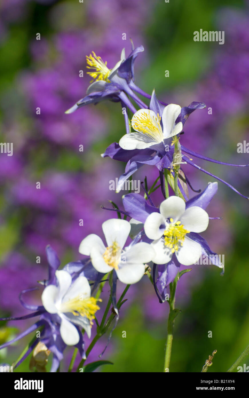 Columbine wildflowers in the Oregon Cascade mountains Stock Photo - Alamy