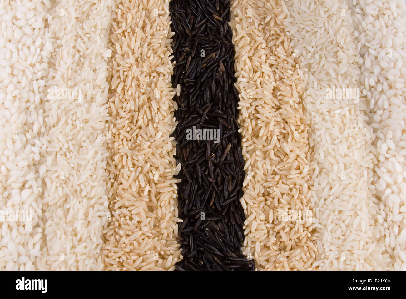 Rice line hi-res stock photography and images - Alamy