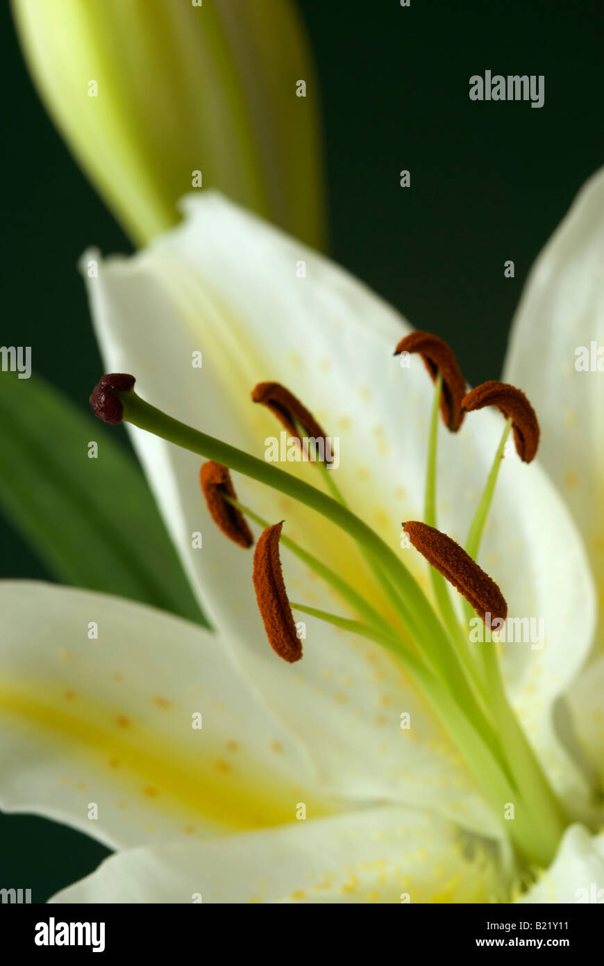 Lilium auratum hi-res stock photography and images - Alamy