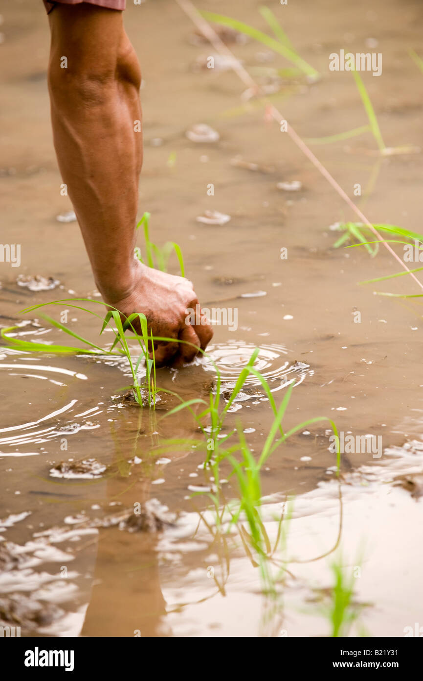 Rice farming china hi-res stock photography and images - Alamy