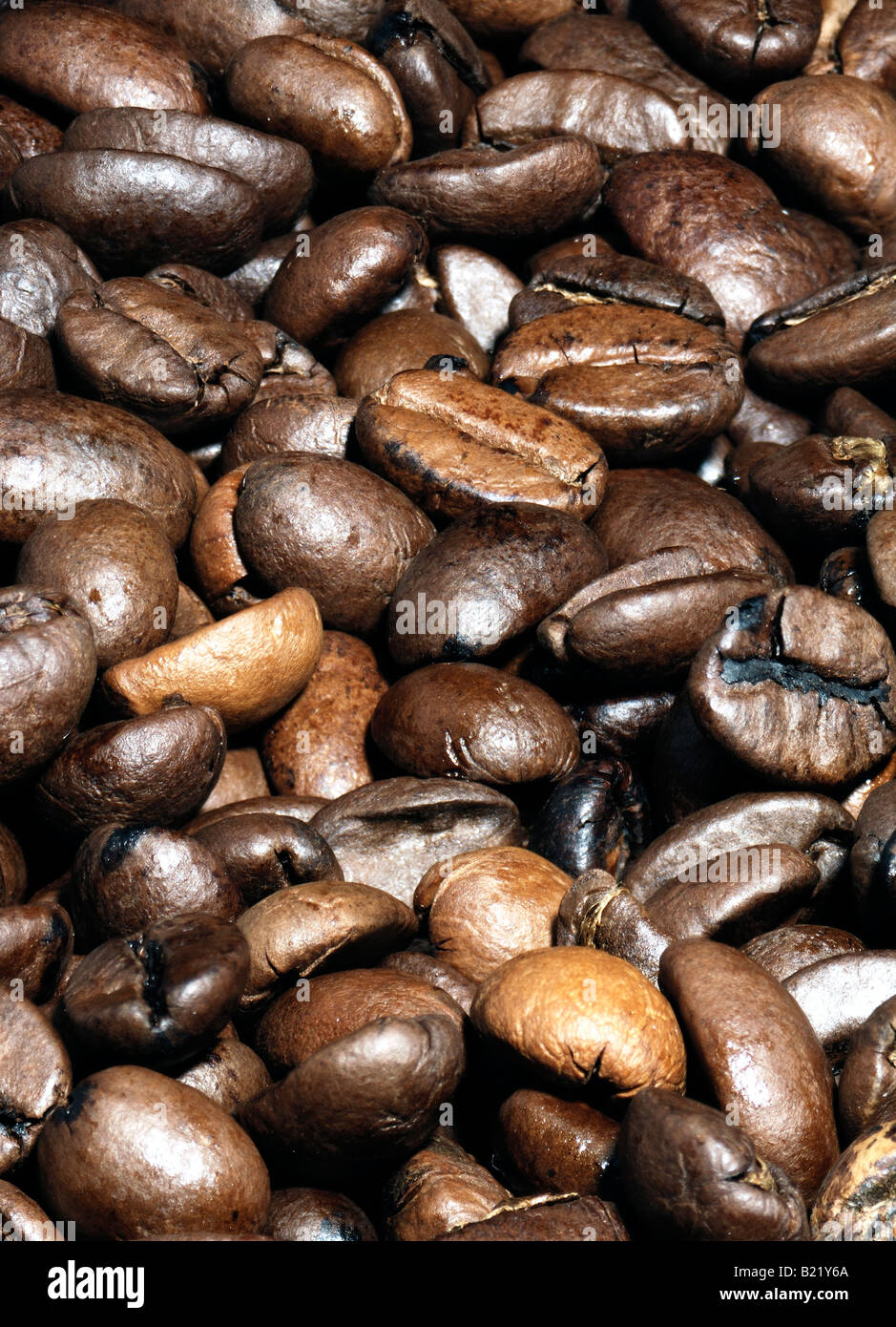 coffee Coffea arabica coffeebean Stock Photo - Alamy