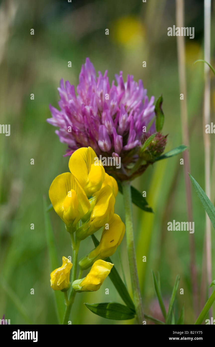Bird s foot trefoil ornithopus perpusillus and Red clover trifolium ...