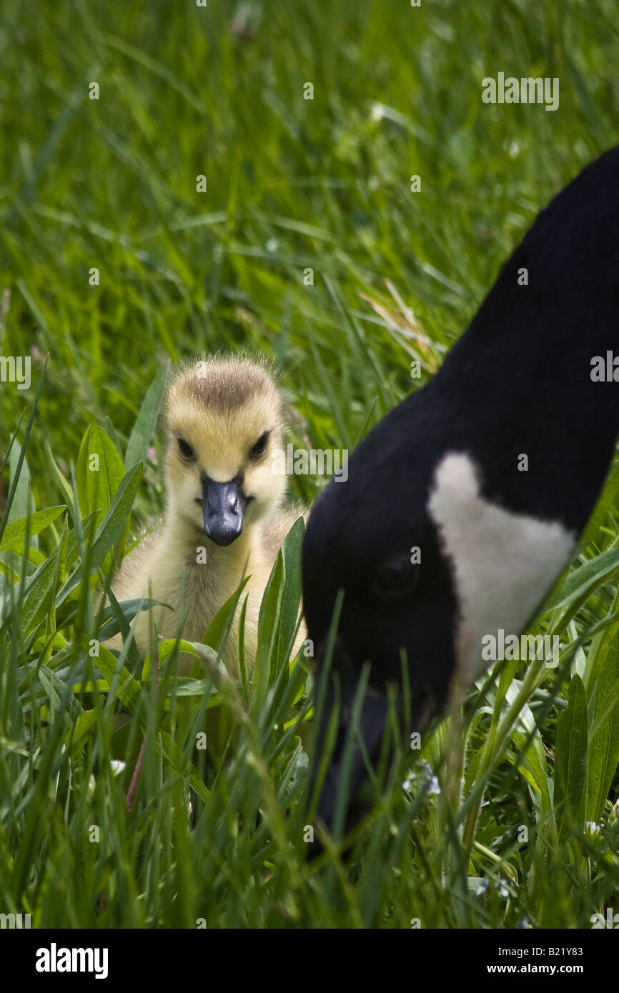 The gosling and goose in the green grass nonody none early Spring time ...