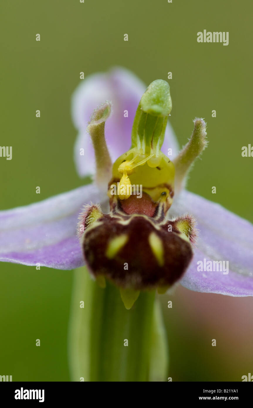 Bee orchid Ophrys apifera flower Stock Photo - Alamy