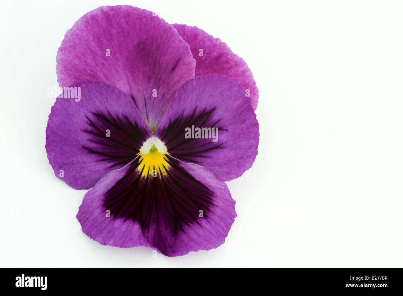 Close up of a single purple Pansy on a white background Stock Photo - Alamy