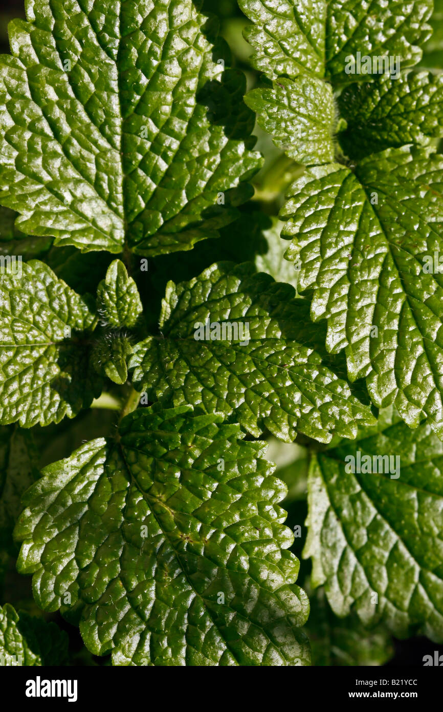 Mentha piperita mint herb Spring overhead from above top view closeup ...