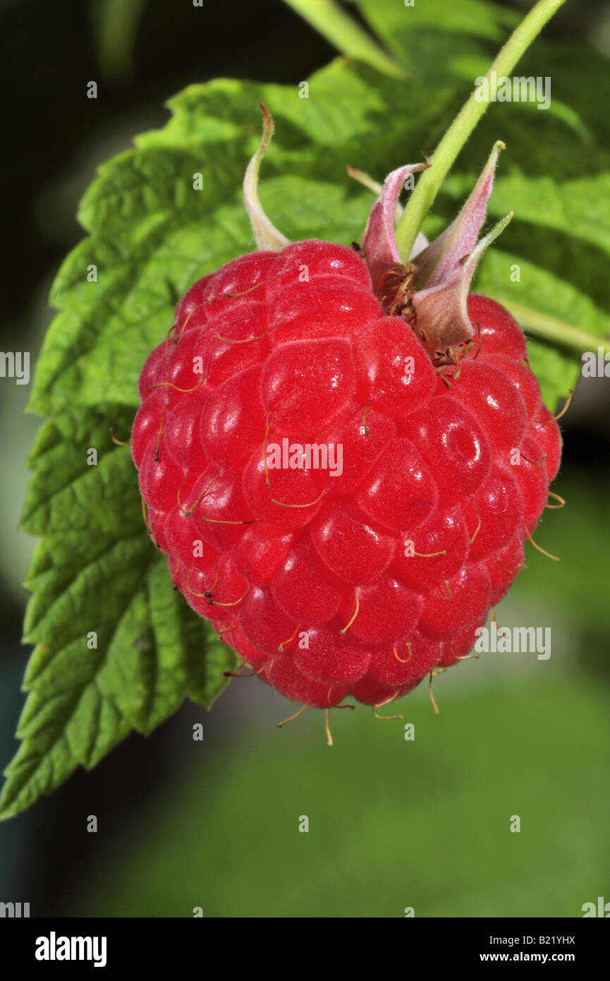 Ripe raspberry, close up Stock Photo - Alamy