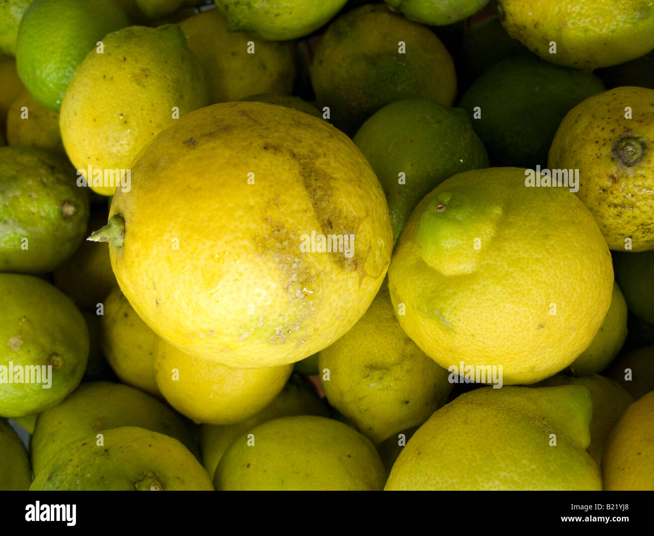 Lots of Lemons Stock Photo - Alamy