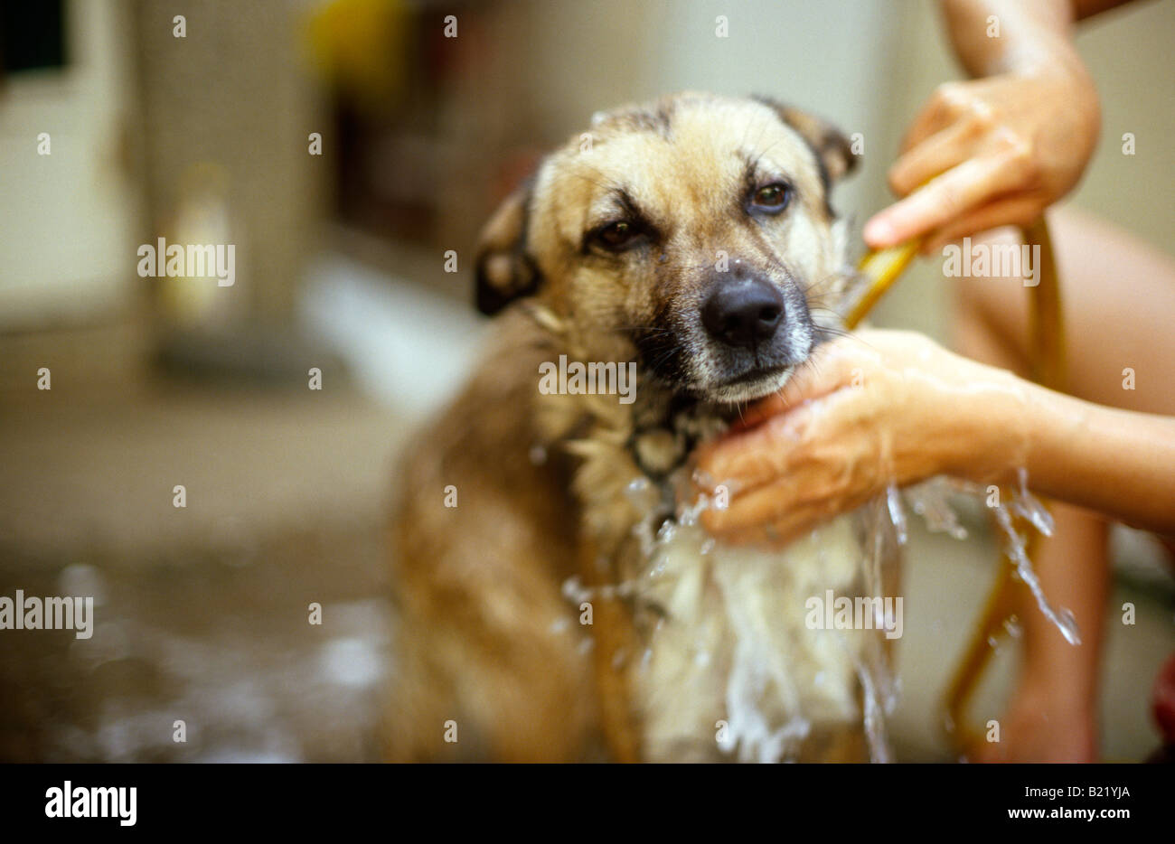 Dog being washed on patio Stock Photo - Alamy