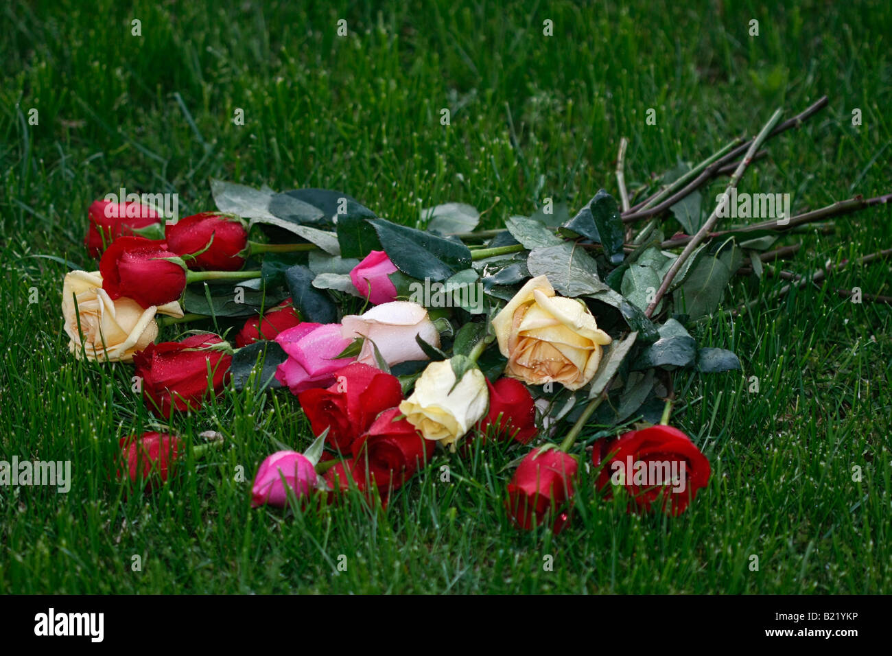 From above view beautiful Cut Out Stock Images & Pictures - Alamy