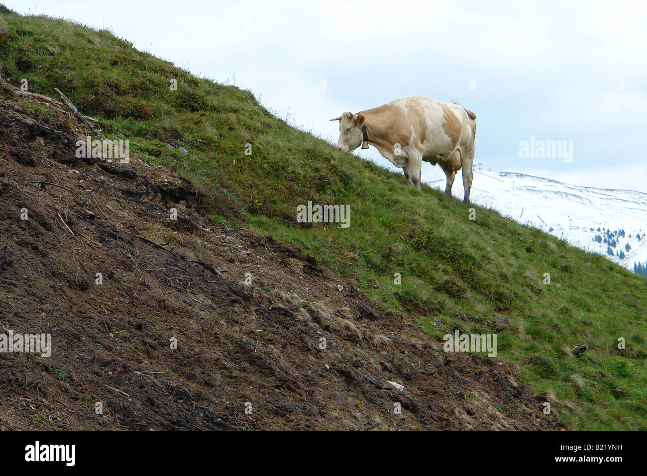 cow on a meadow Stock Photo - Alamy