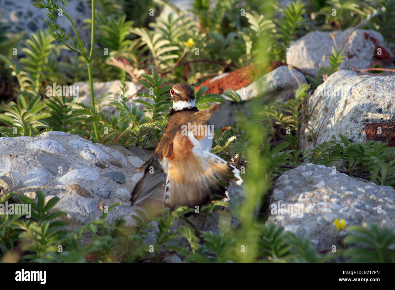 Killdeer bird hi-res stock photography and images - Alamy