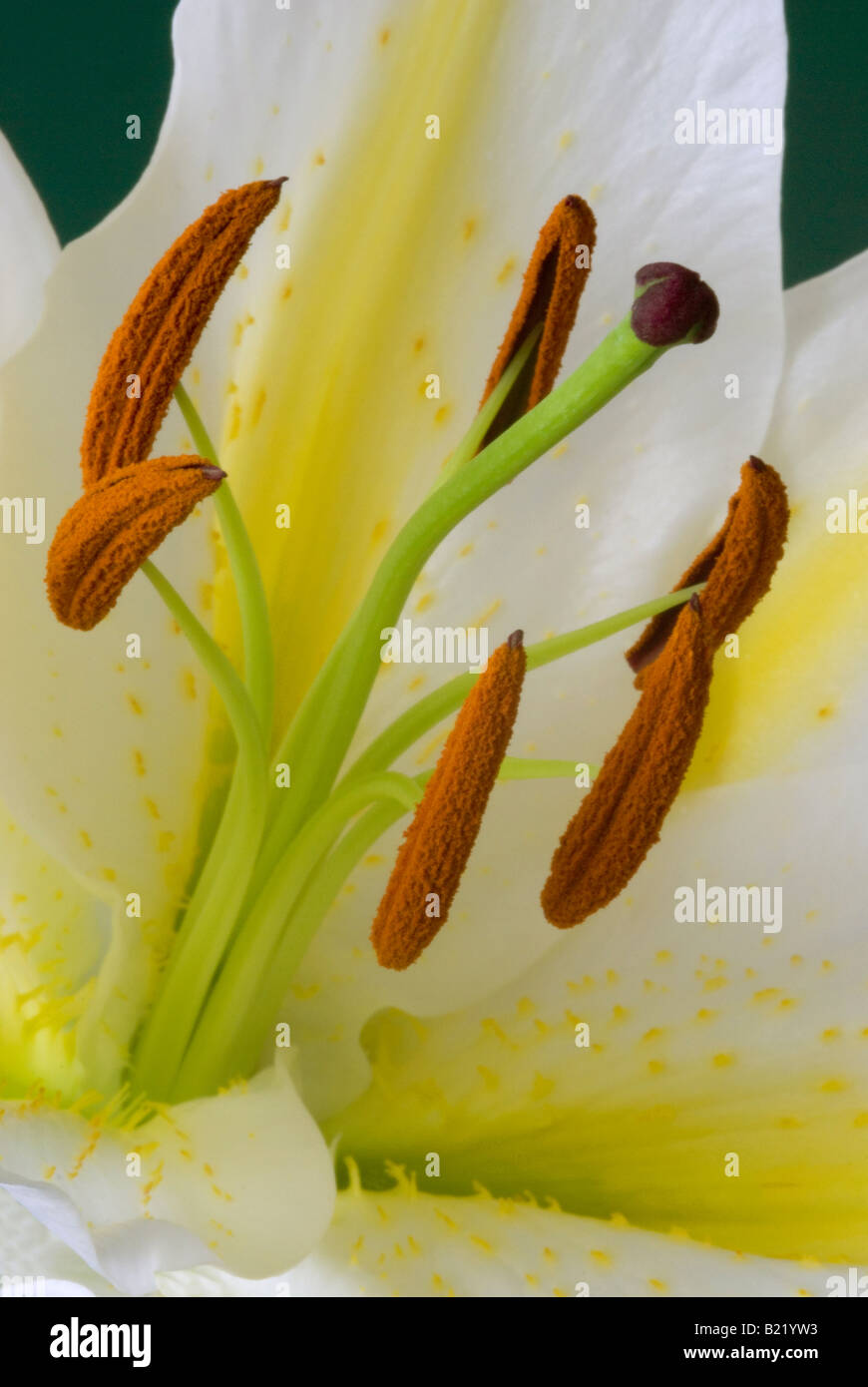 Close up of Lilium Auratum Stock Photo - Alamy